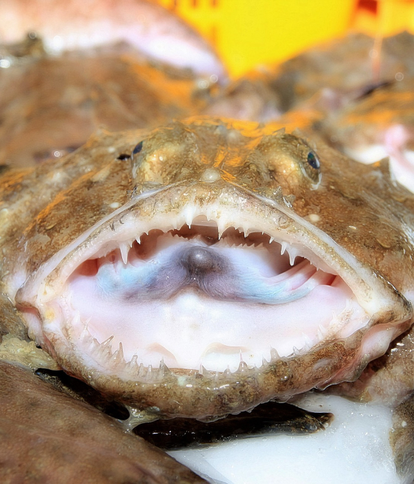 Saison de la lotte : quand et comment la consommer ? • L'Accostage